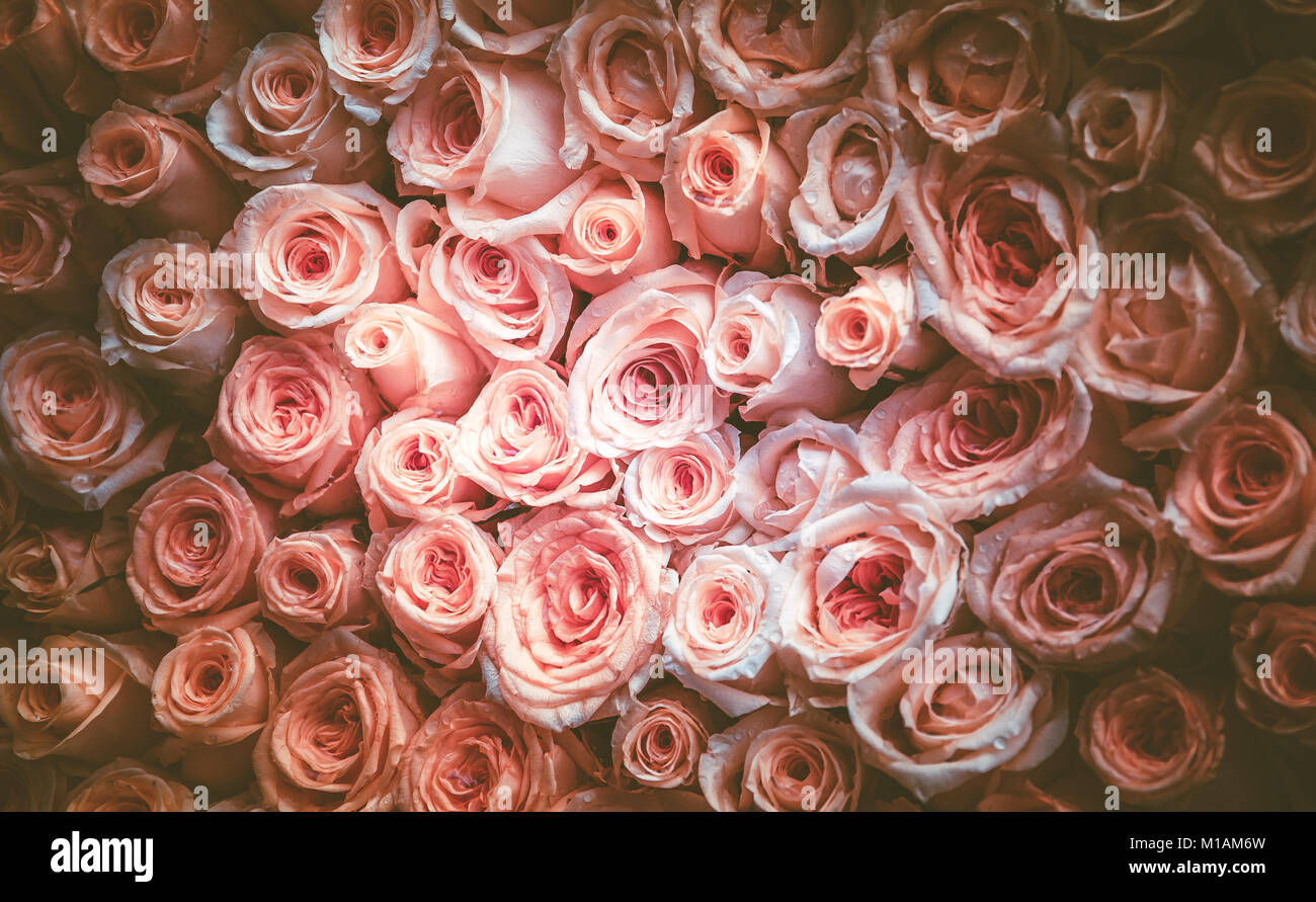 flowers background with amazing roses Stock Photo - Alamy