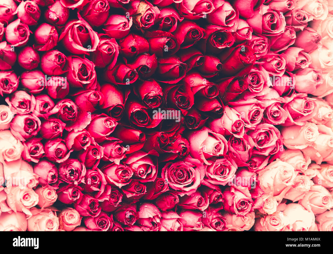flowers background with amazing roses Stock Photo - Alamy