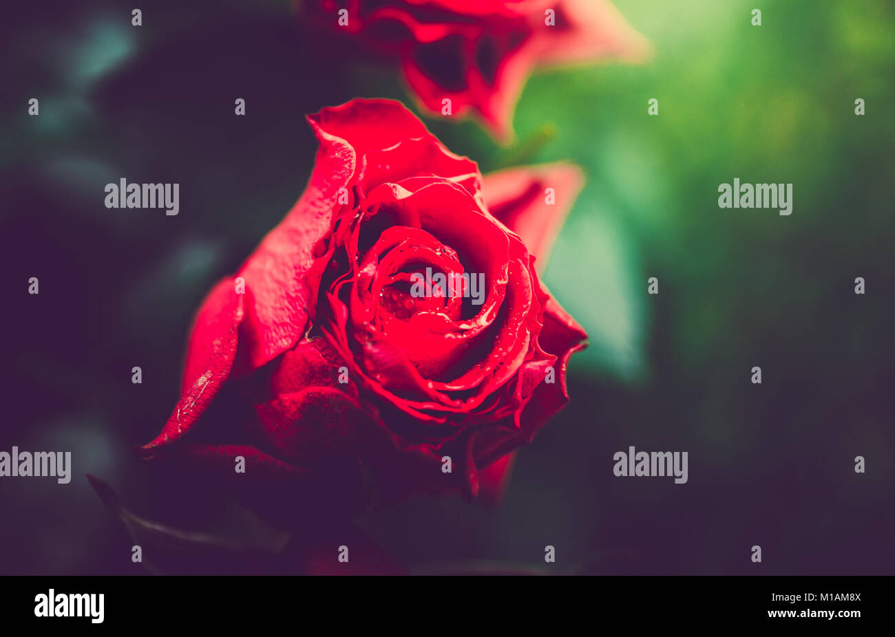 flowers background with amazing roses Stock Photo - Alamy