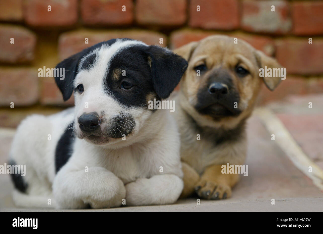 Two Dog Puppies Stock Photo - Alamy