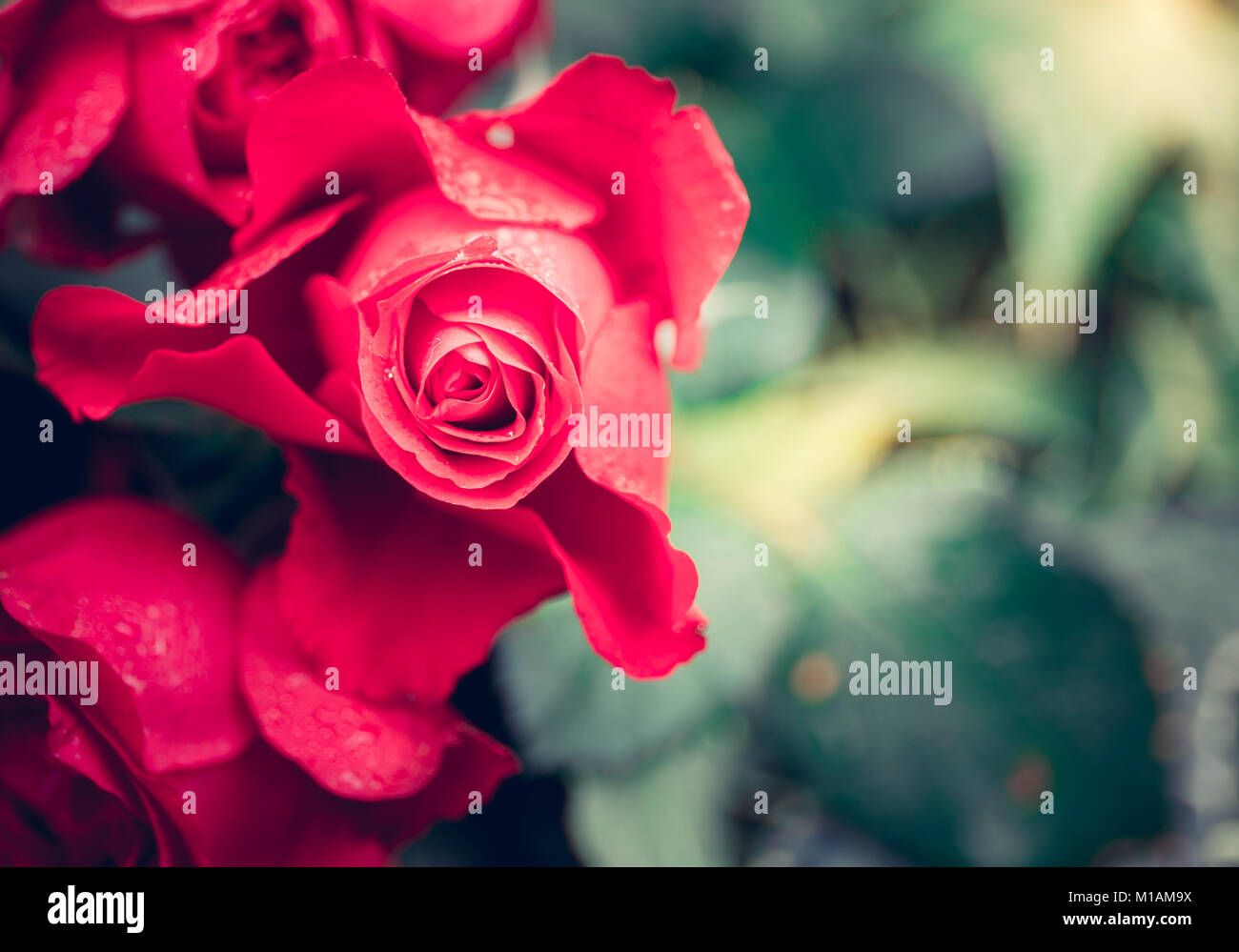 flowers background with amazing roses Stock Photo - Alamy
