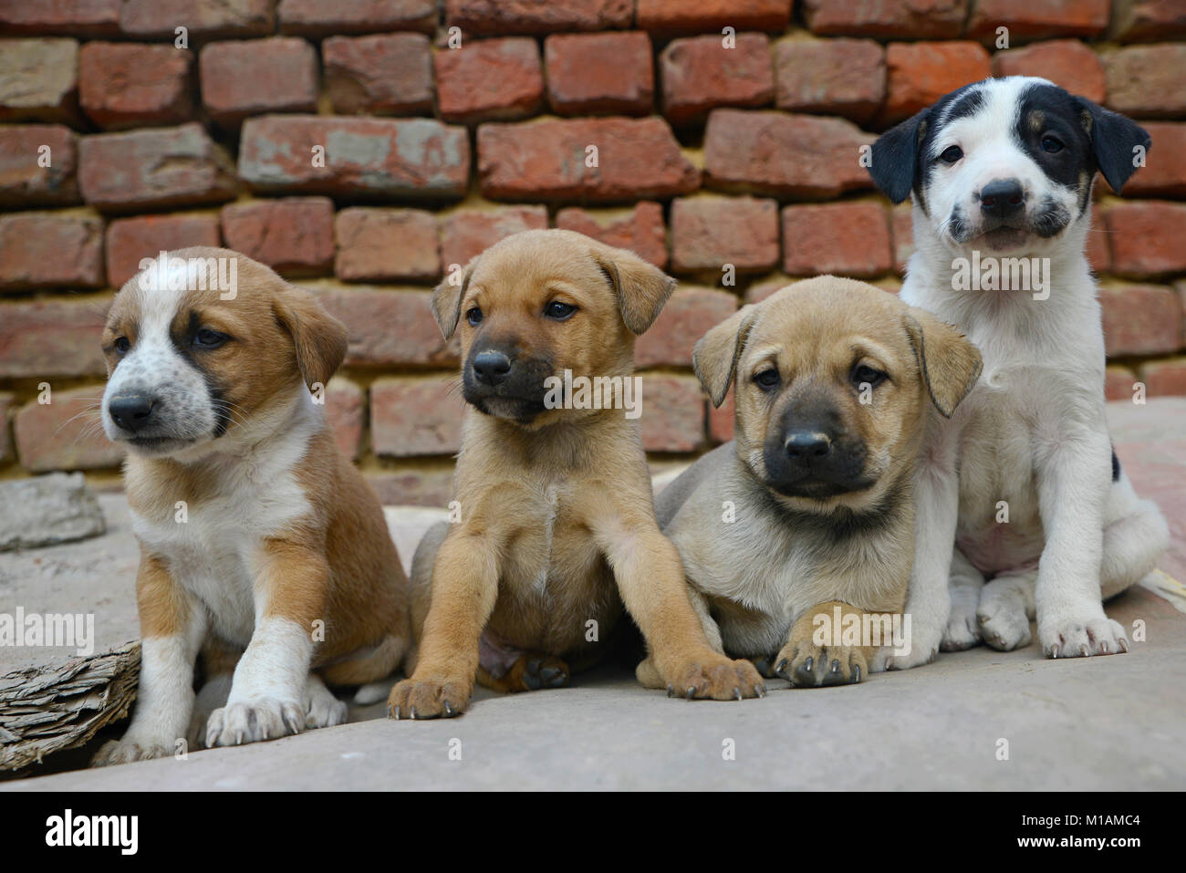 Playful Dog puppies Stock Photo - Alamy