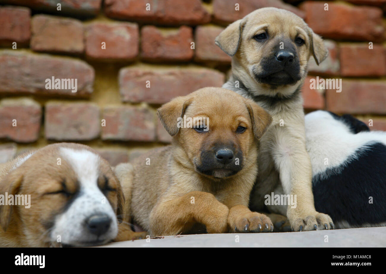 Indian puppies hi-res stock photography and images - Alamy