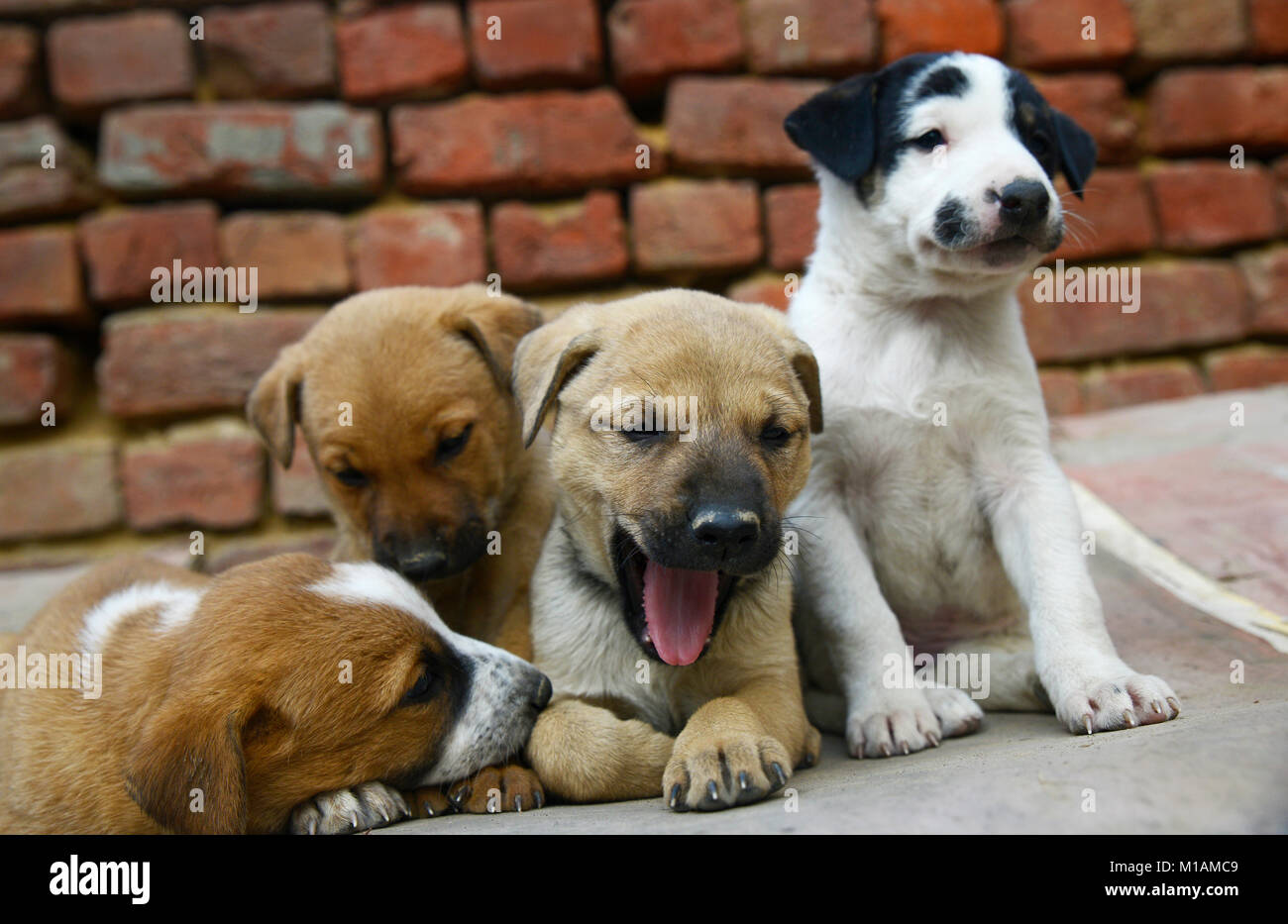 Indian Puppies High Resolution Stock Photography and Images - Alamy