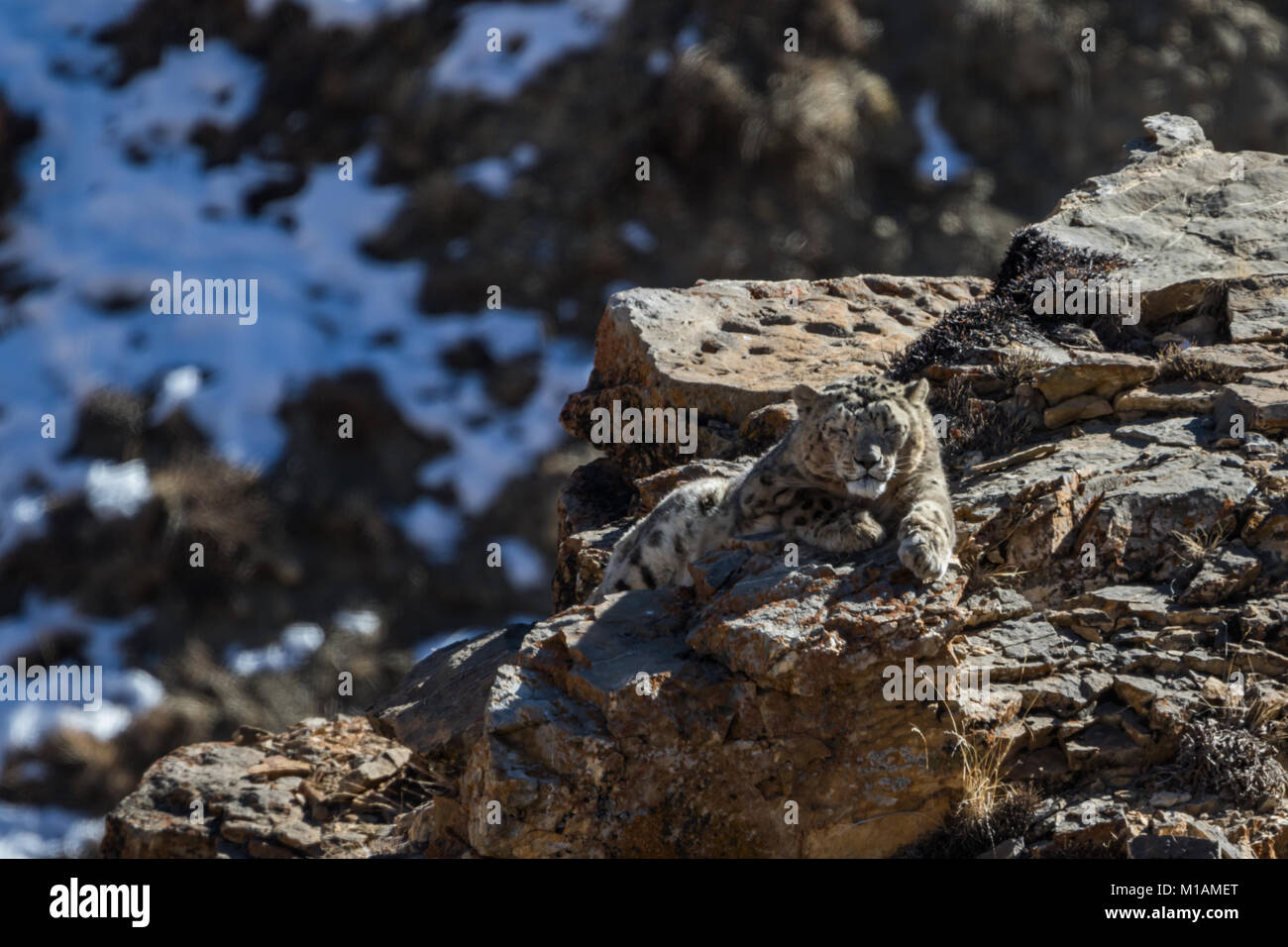Wild snow leopard (Panthera uncia) in the Himalaya in Spiti Valley near Kibber village, Himachal ...
