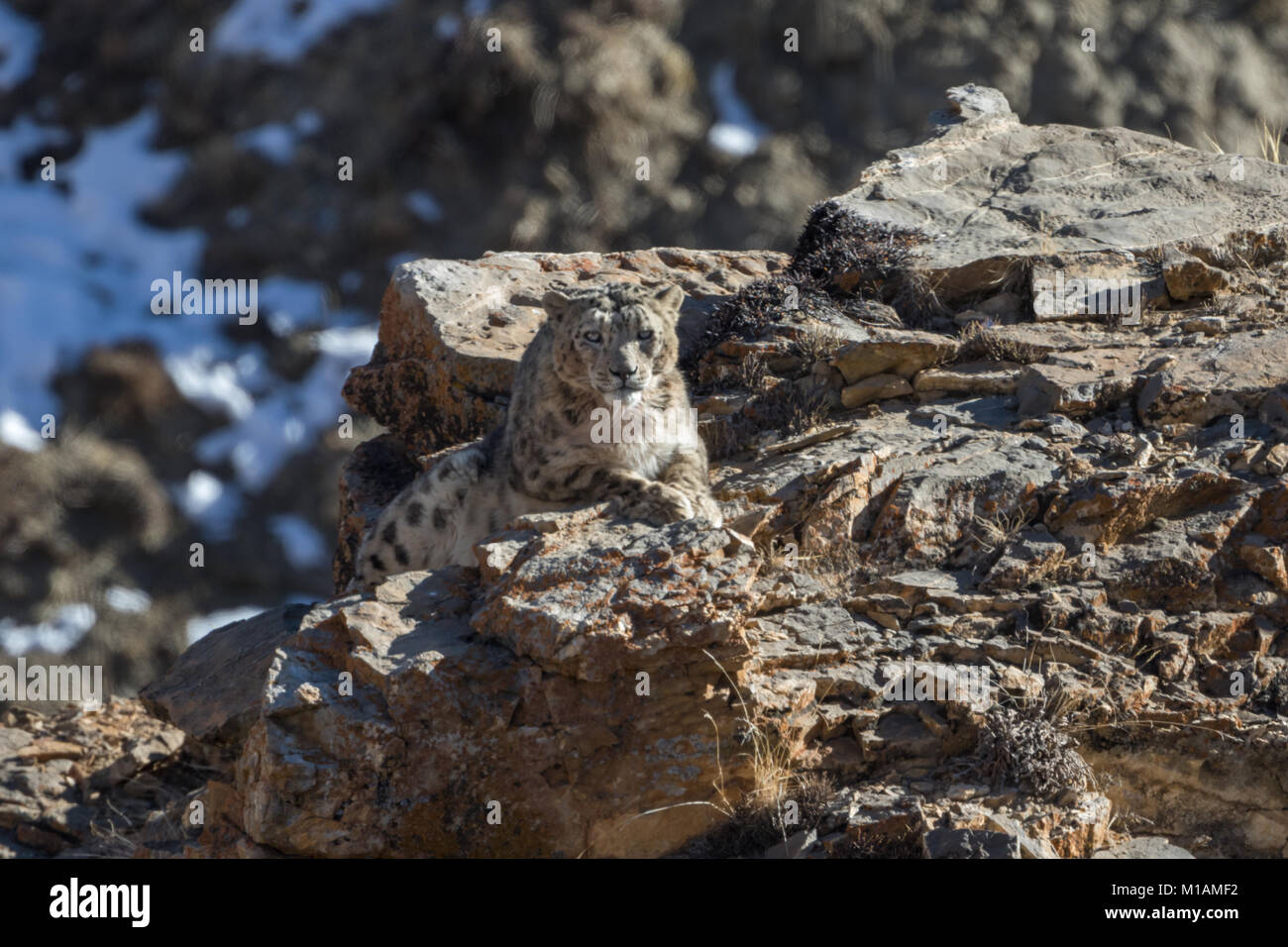 Wild snow leopard (Panthera uncia) in the Himalaya in Spiti Valley near ...
