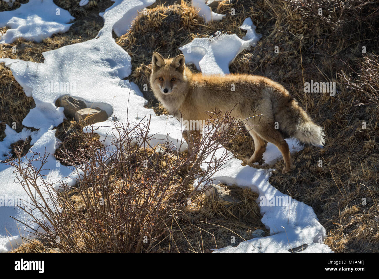 The red fox (Vulpes vulpes) looking back at the Himalayan Mountains of ...