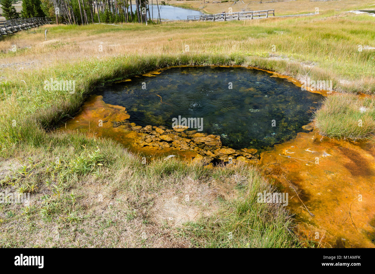 Orange Algae High Resolution Stock Photography and Images - Alamy