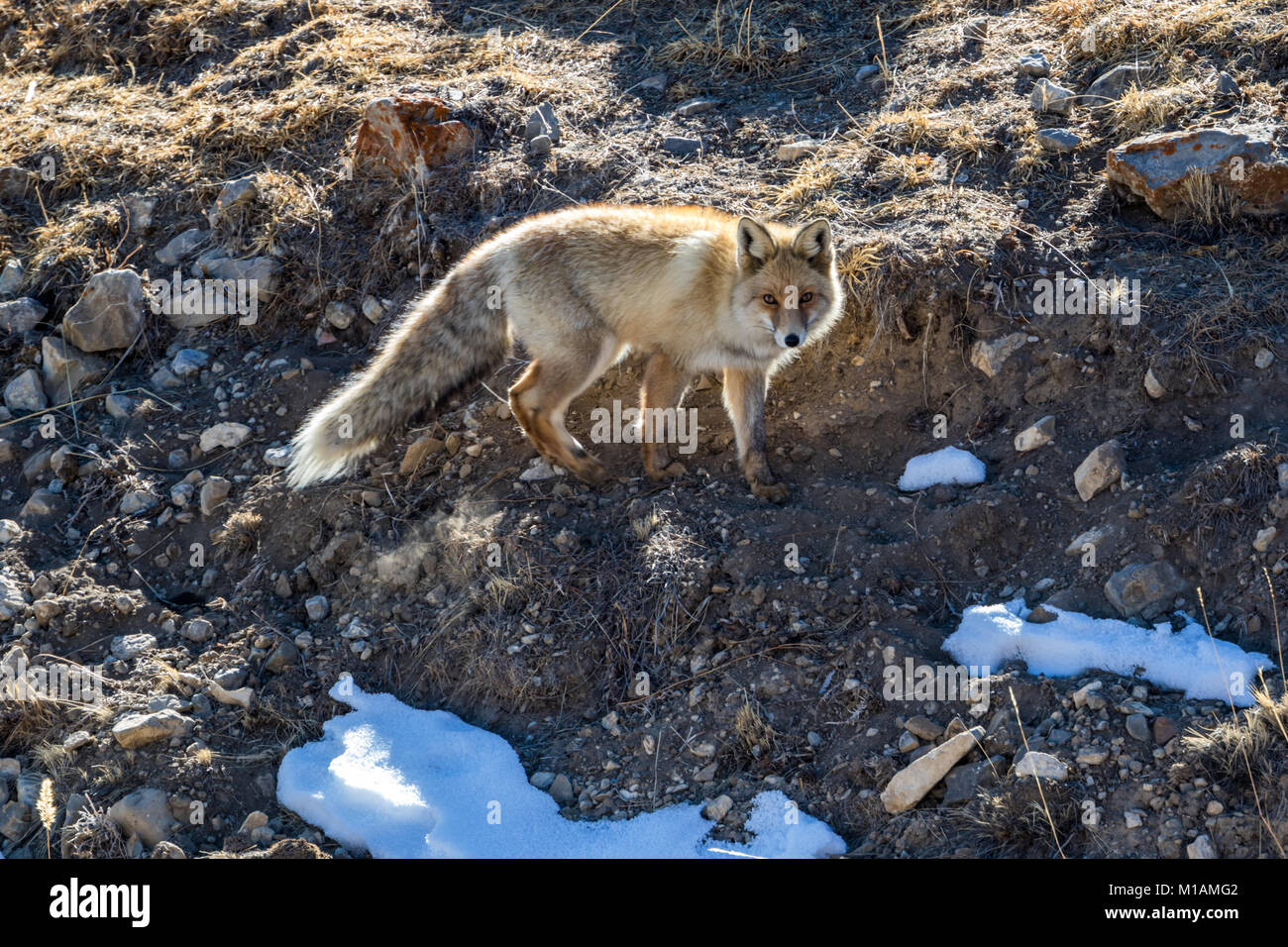 Himalaya red fox hi-res stock photography and images - Alamy