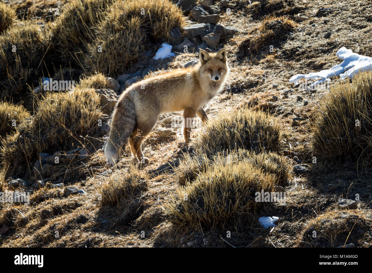 Himalaya red fox hi-res stock photography and images - Alamy