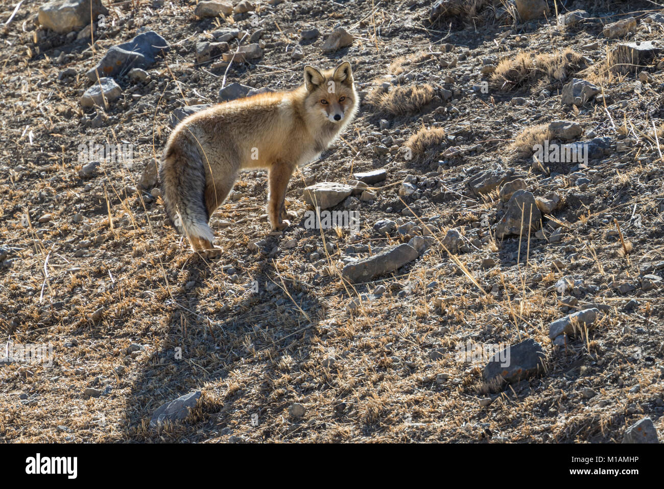 The red fox (Vulpes vulpes) looking back at the Himalayan Mountains of ...