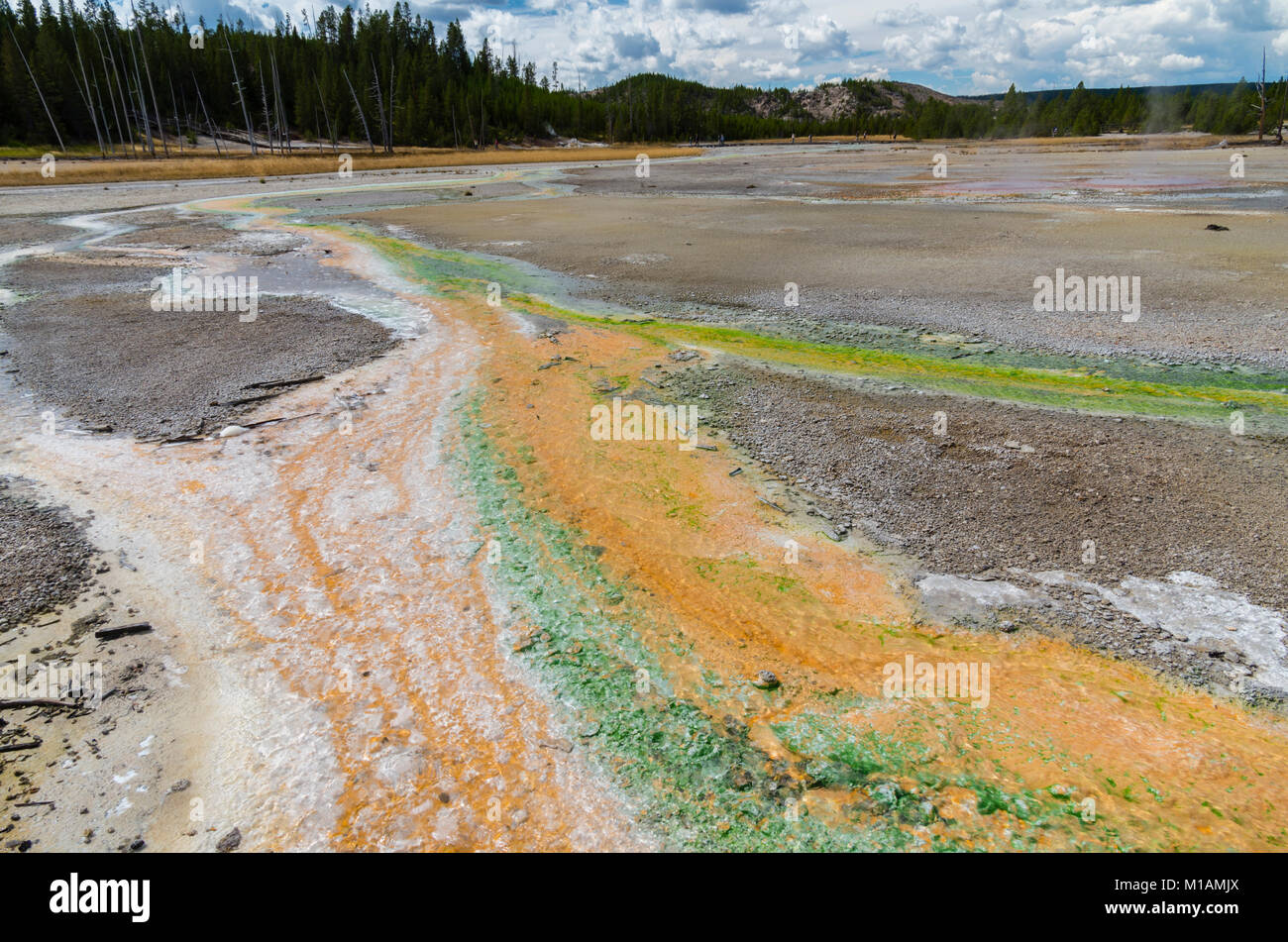 Hot spring yellowstone algae steam hi-res stock photography and images ...