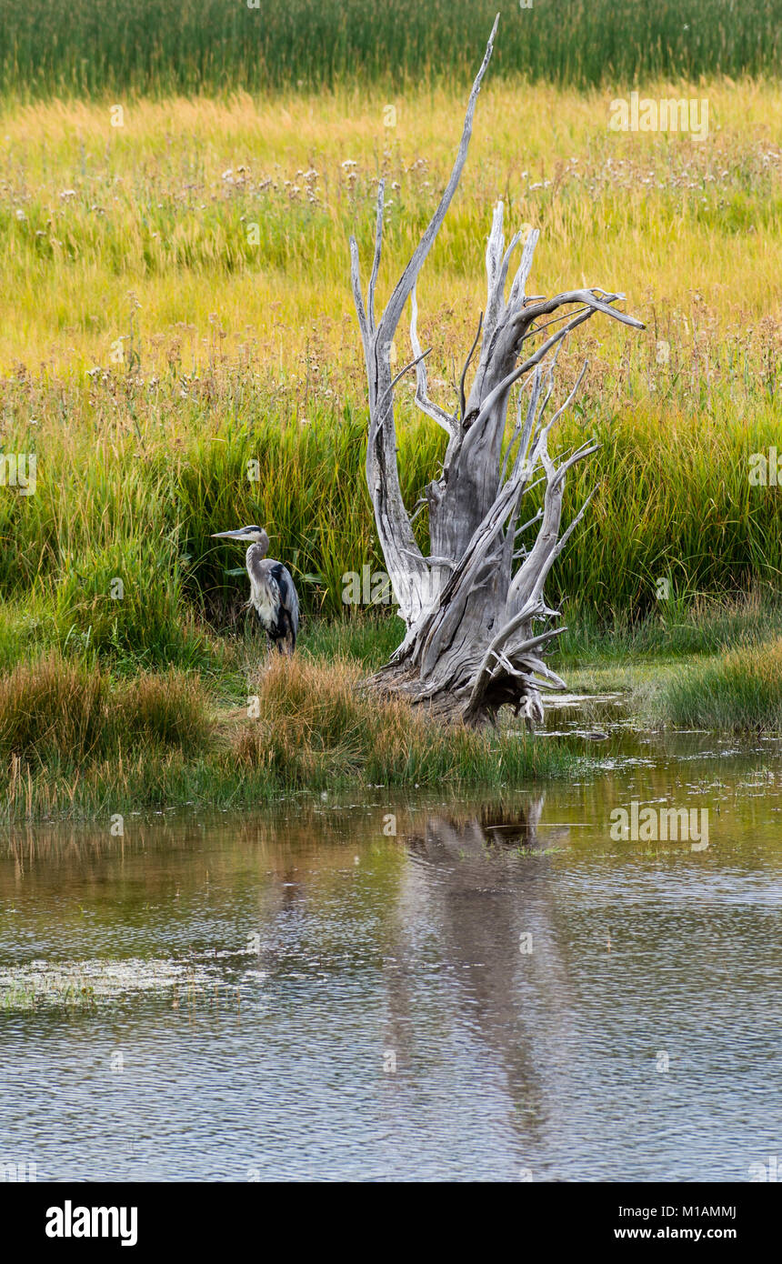 Great Blue Heron near an ancient tree stump in a marsh in Yellowstone ...