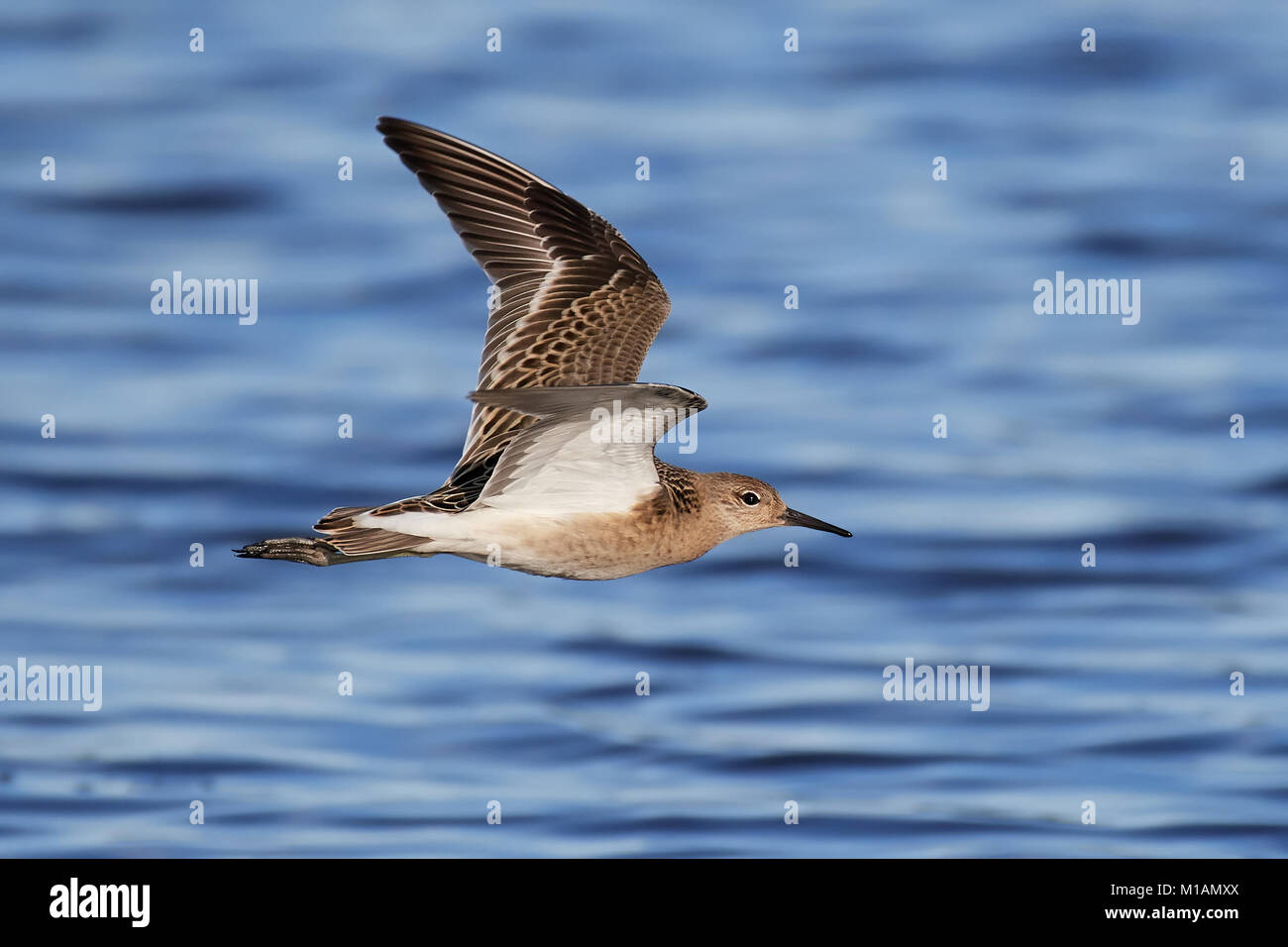 Ruff in flight with blue water in the background Stock Photo - Alamy