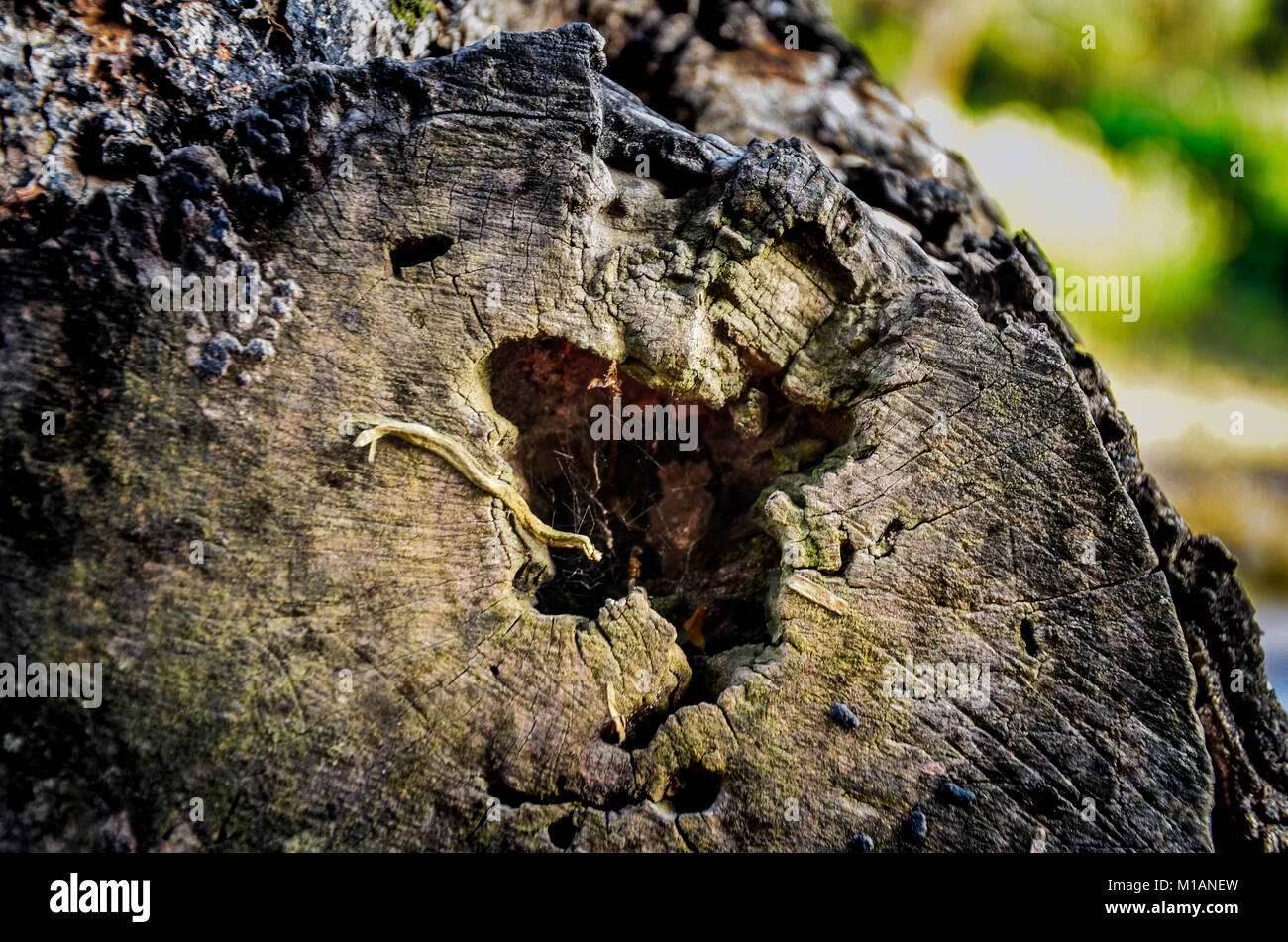 Dead tree trunk with hole Stock Photo - Alamy