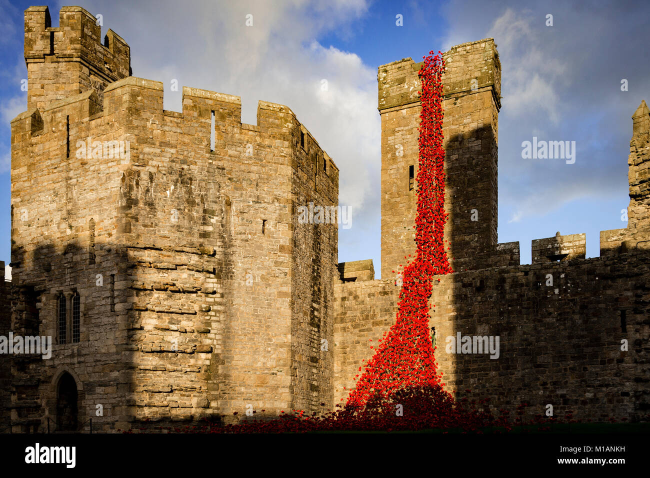 Display of ceramic red remembrance poppies at Caernarfon castle, North ...