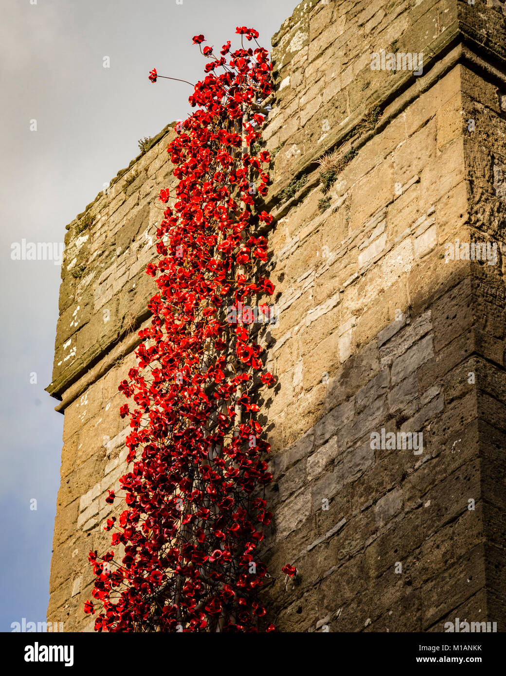 Display of ceramic red remembrance poppies at Caernarfon castle, North ...
