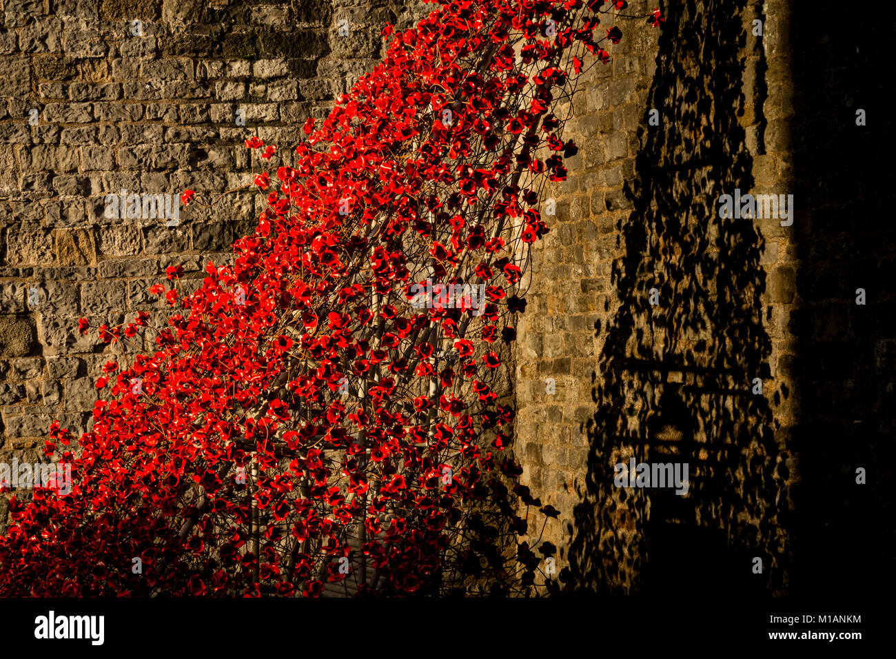 Display of ceramic red remembrance poppies at Caernarfon castle, North ...