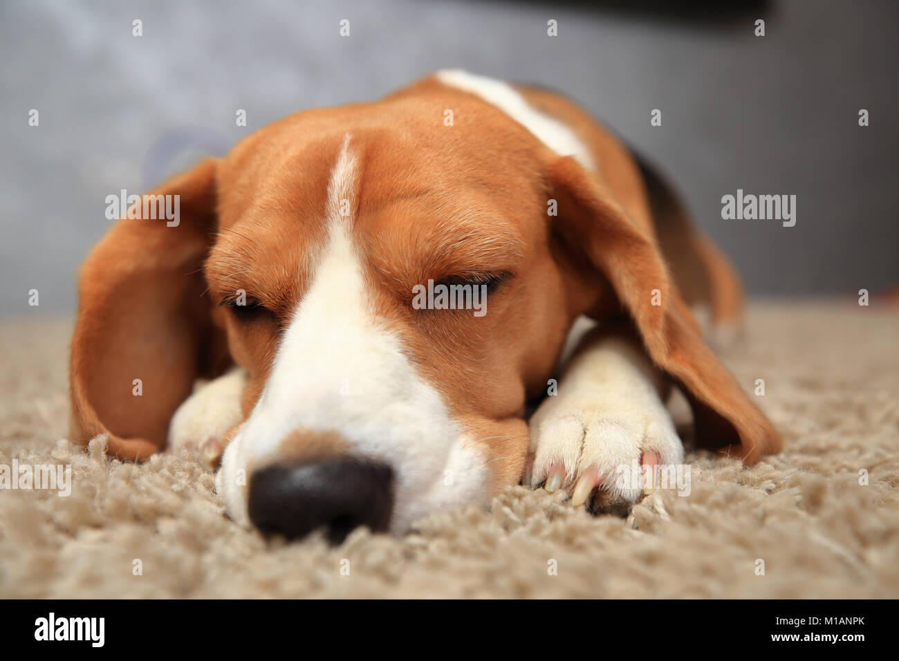 Beagle Sleeps All Day Does Yours