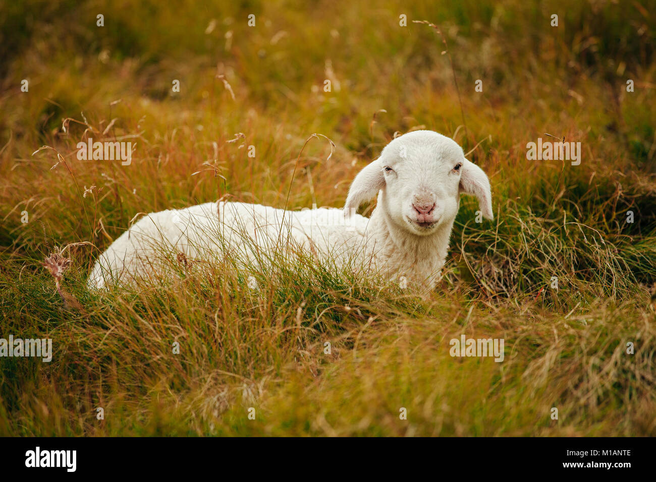 Funny Sheep Stock Photos & Funny Sheep Stock Images - Alamy
