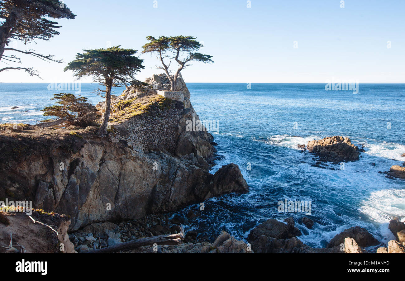 Lone Cypress Tree in 17 Mile Drive Stock Photo - Alamy