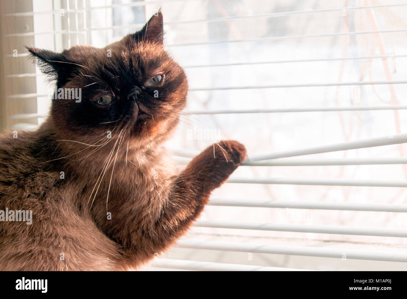 Cat is looking outside through window blinds. Exotic Siamese Stock ...