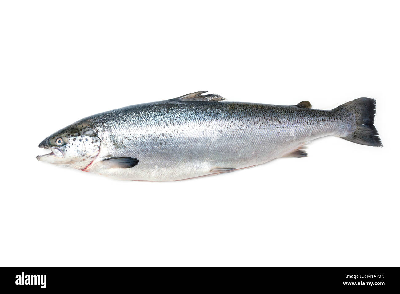 Atlantic Salmon Aquaculture High Resolution Stock Photography and ...