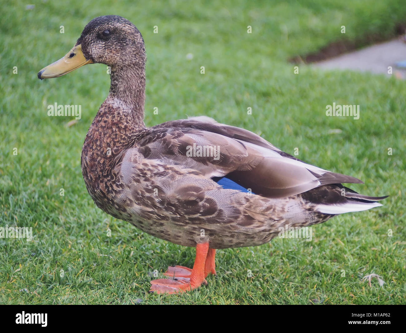 Portrait of a city duck Stock Photo - Alamy