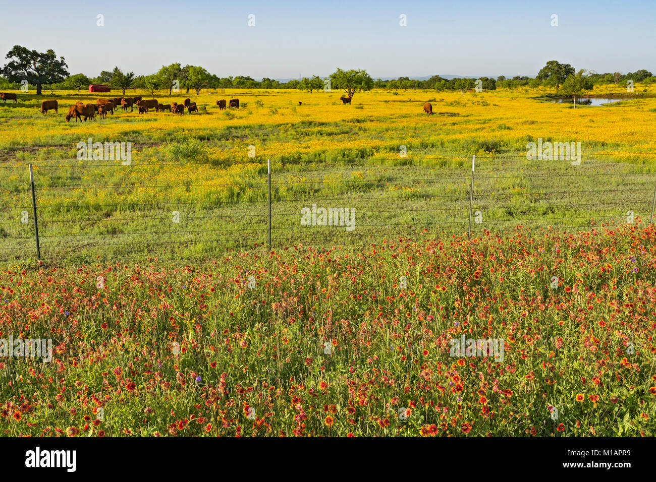 Texas, Hill Country, red and yellow wildflowers, cattle in pasture ...