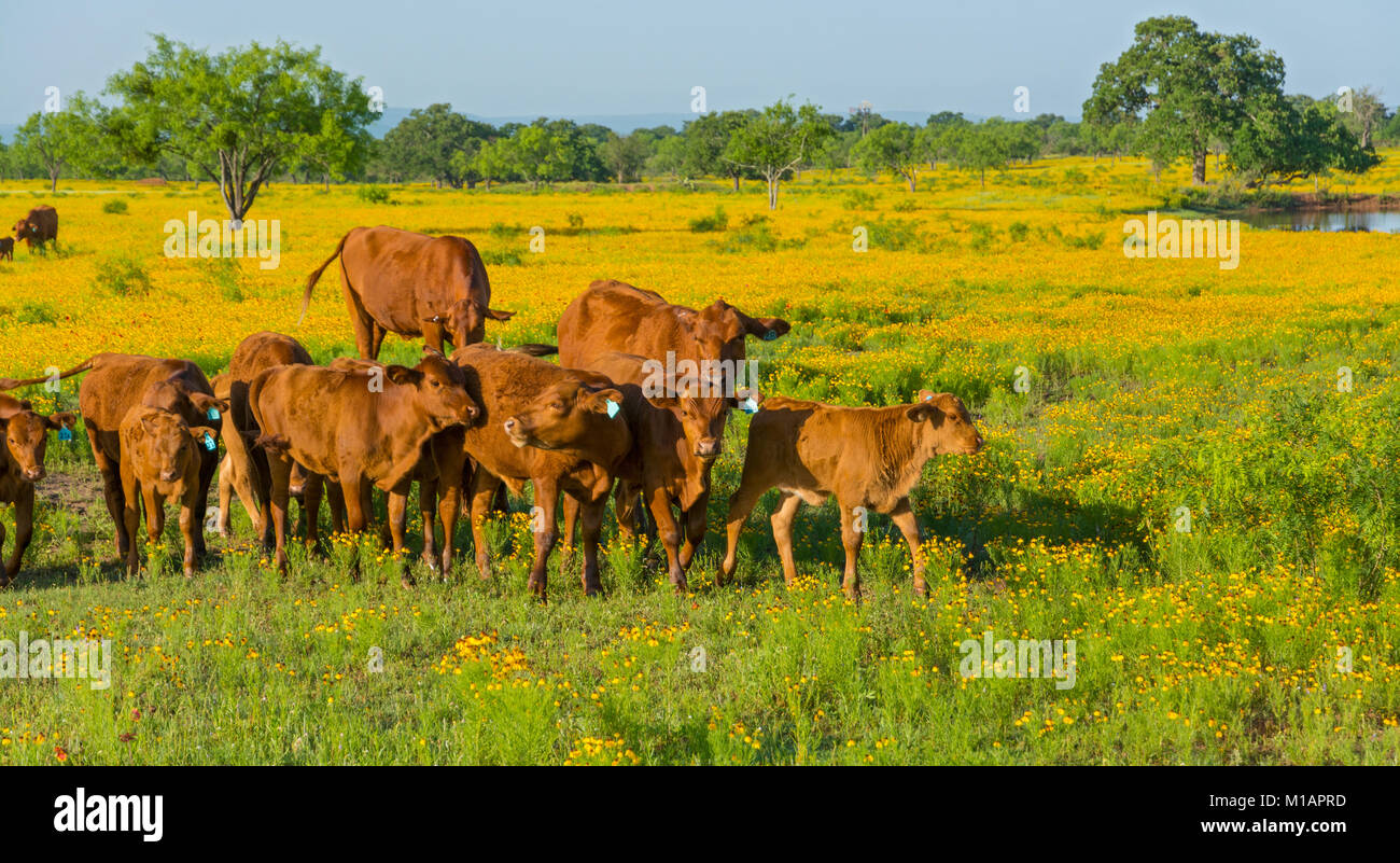 Texas, Hill Country, cattle in pasture, yellow wildflowers Stock Photo ...