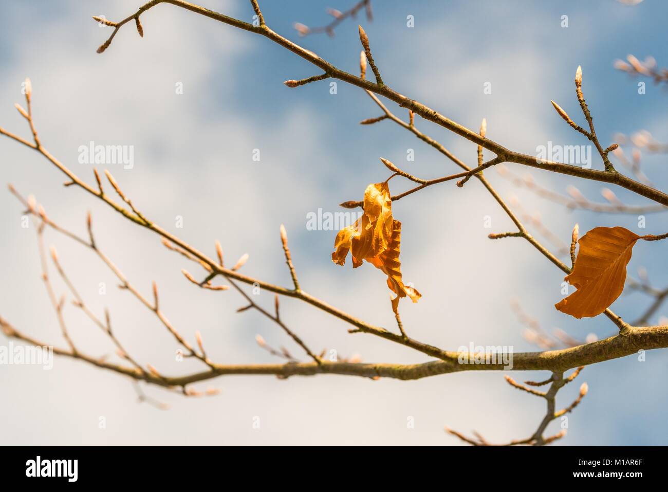 Orange colored autumn leaves on a tree limb Stock Photo - Alamy