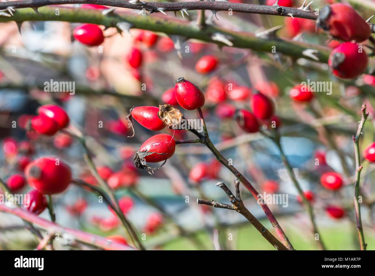 Ripe red rose hip on a bush at autumn Stock Photo - Alamy