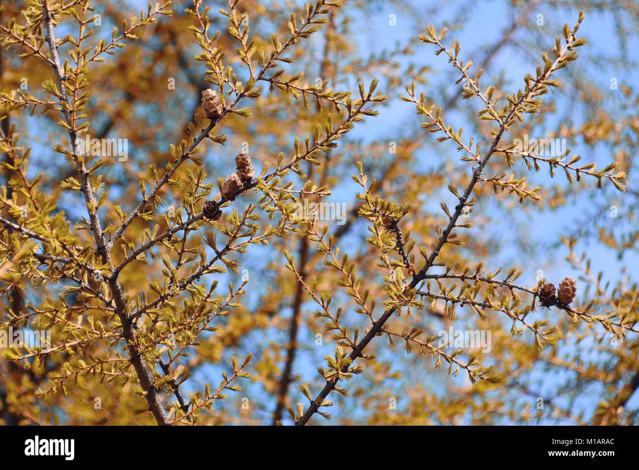 Branches of a larch tree in autumnal colors, blue sky Stock Photo - Alamy