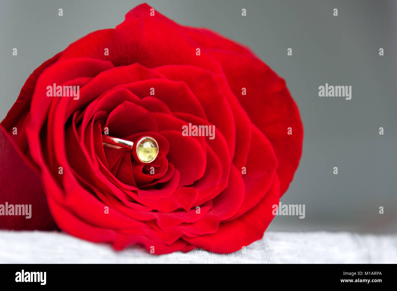 Sparkling engagement ring inside red rose. Romantic gift for valentines ...