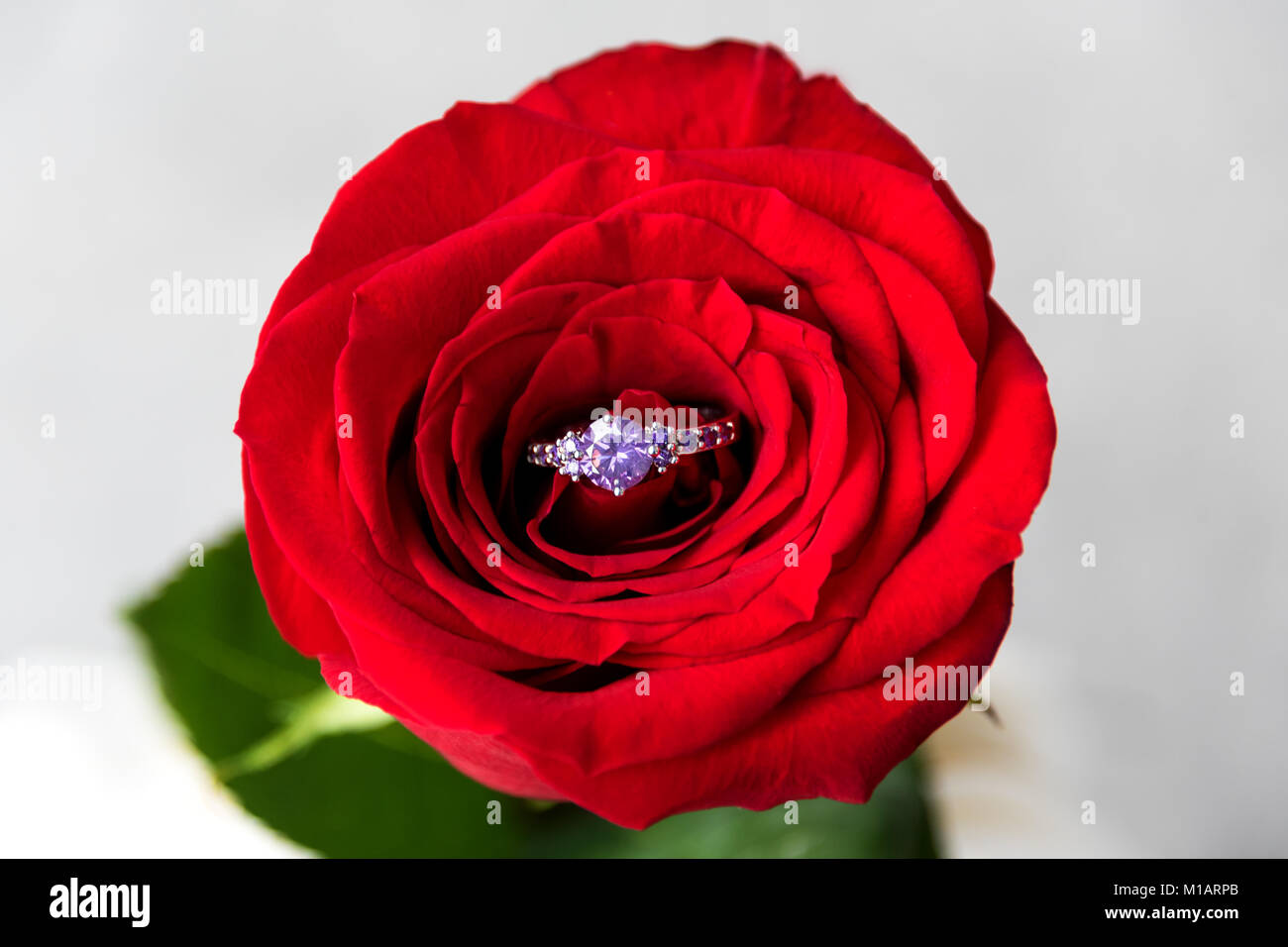 Sparkling engagement ring inside red rose. Romantic gift for valentines ...