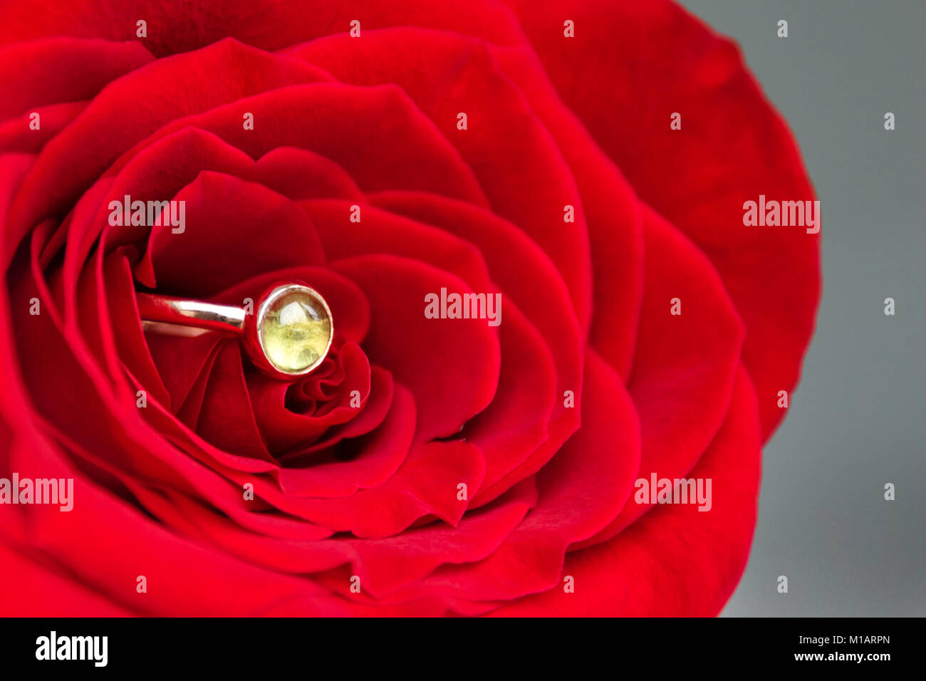 Sparkling engagement ring inside red rose. Romantic gift for valentines ...