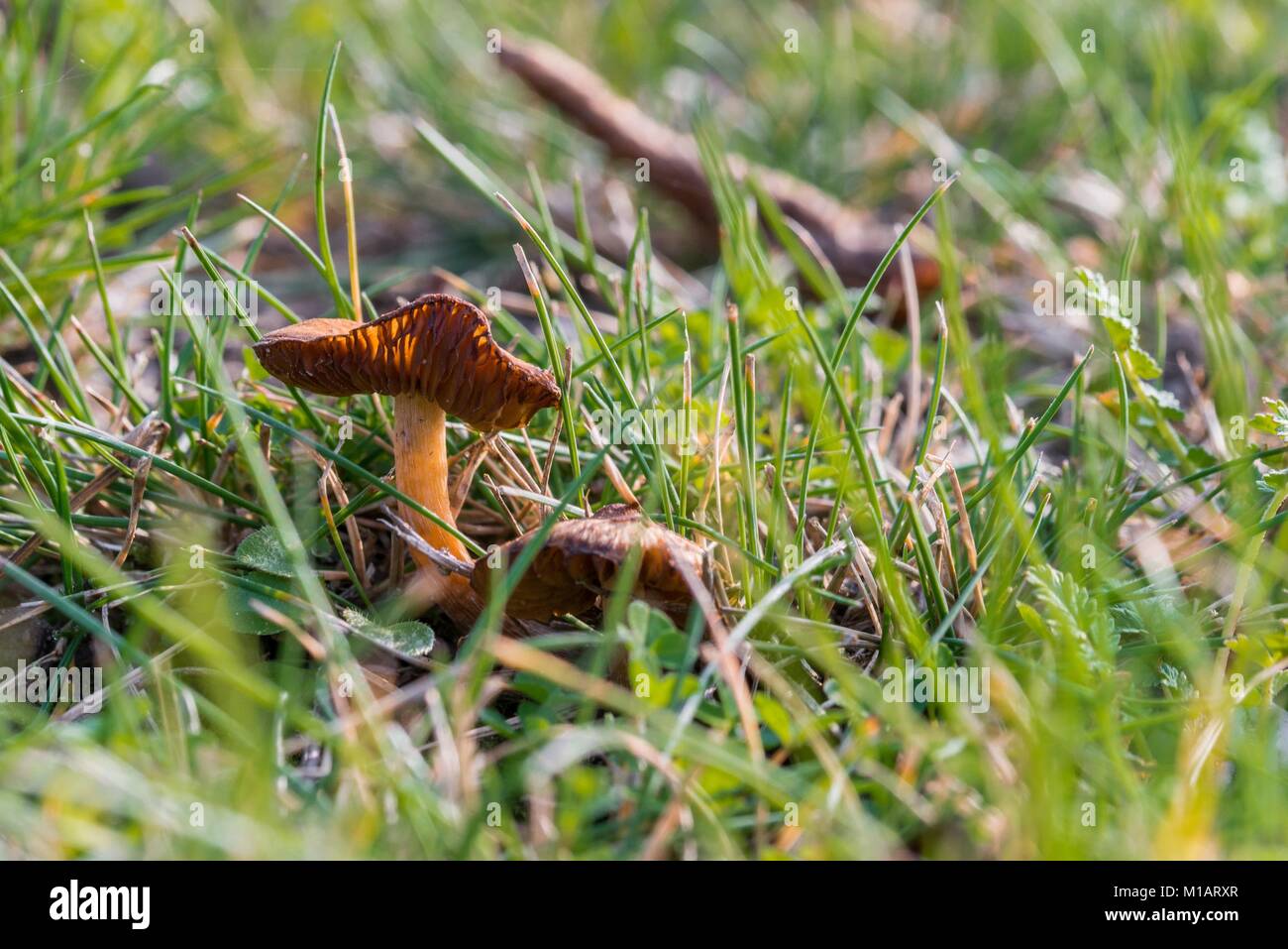 Candy cap mushroom hi-res stock photography and images - Alamy