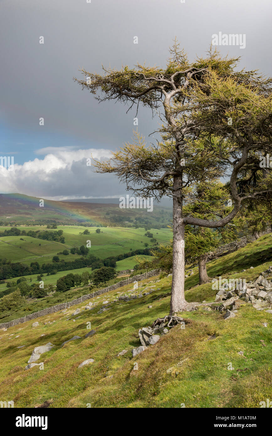 Larch trees on a hillside above Swaledale in the Yorkshire Dales ...