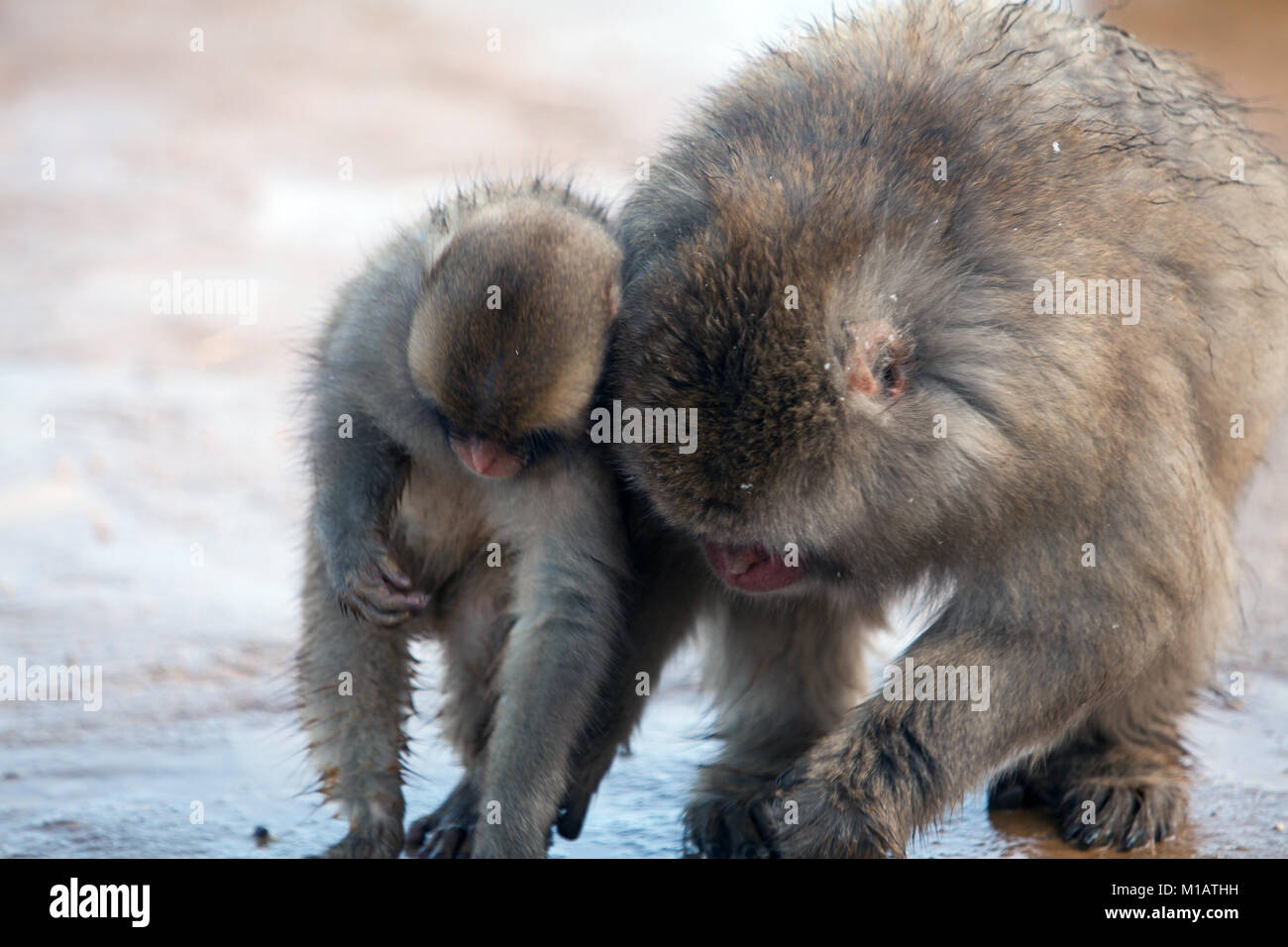 Monkey Park Kyoto, Japan Stock Photo - Alamy