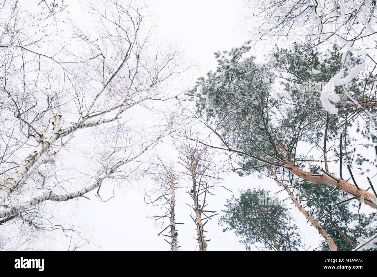 bottom view of trees covered with snow in forest Stock Photo - Alamy