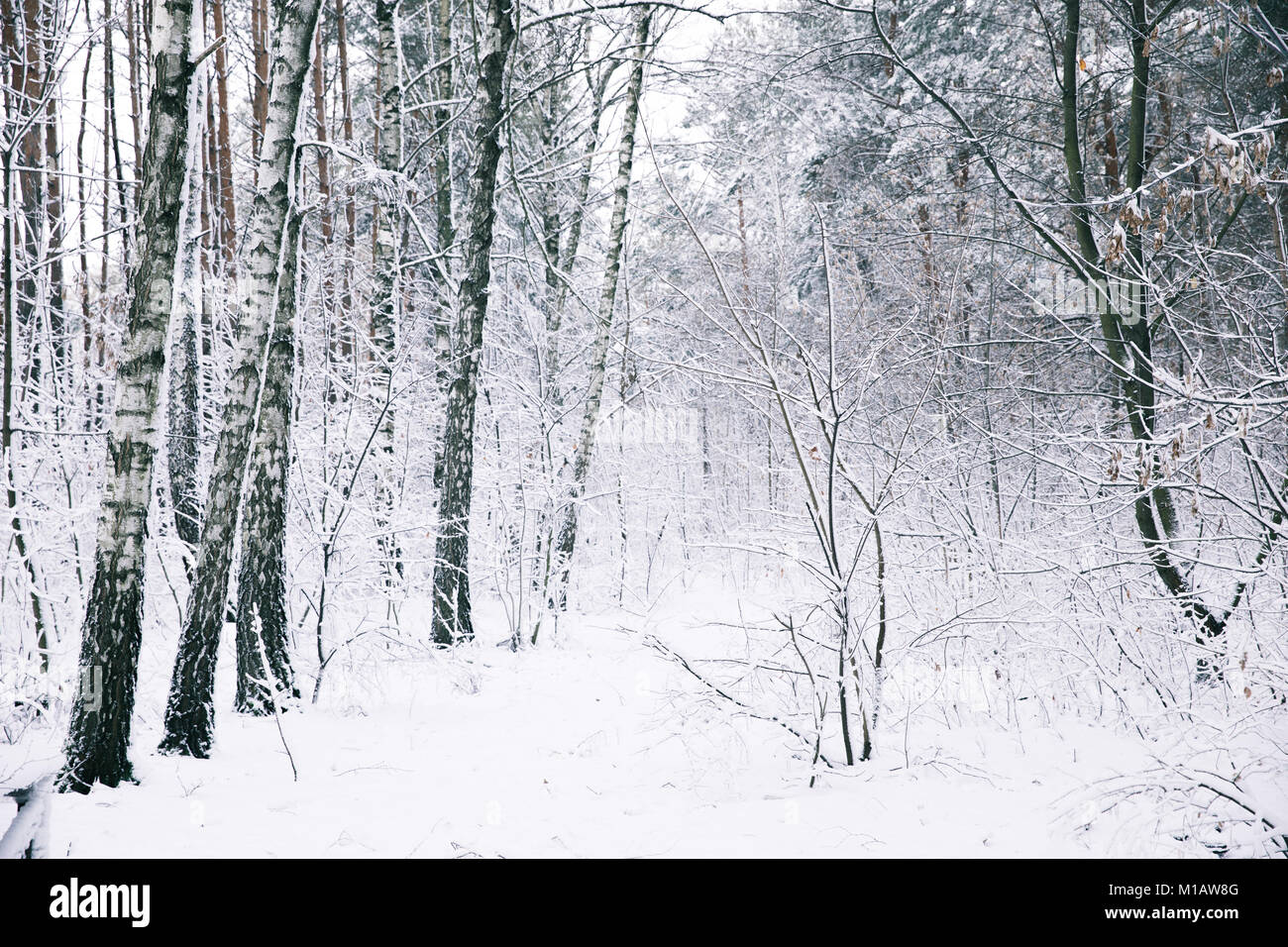 beautiful trees covered with snow in forest Stock Photo - Alamy
