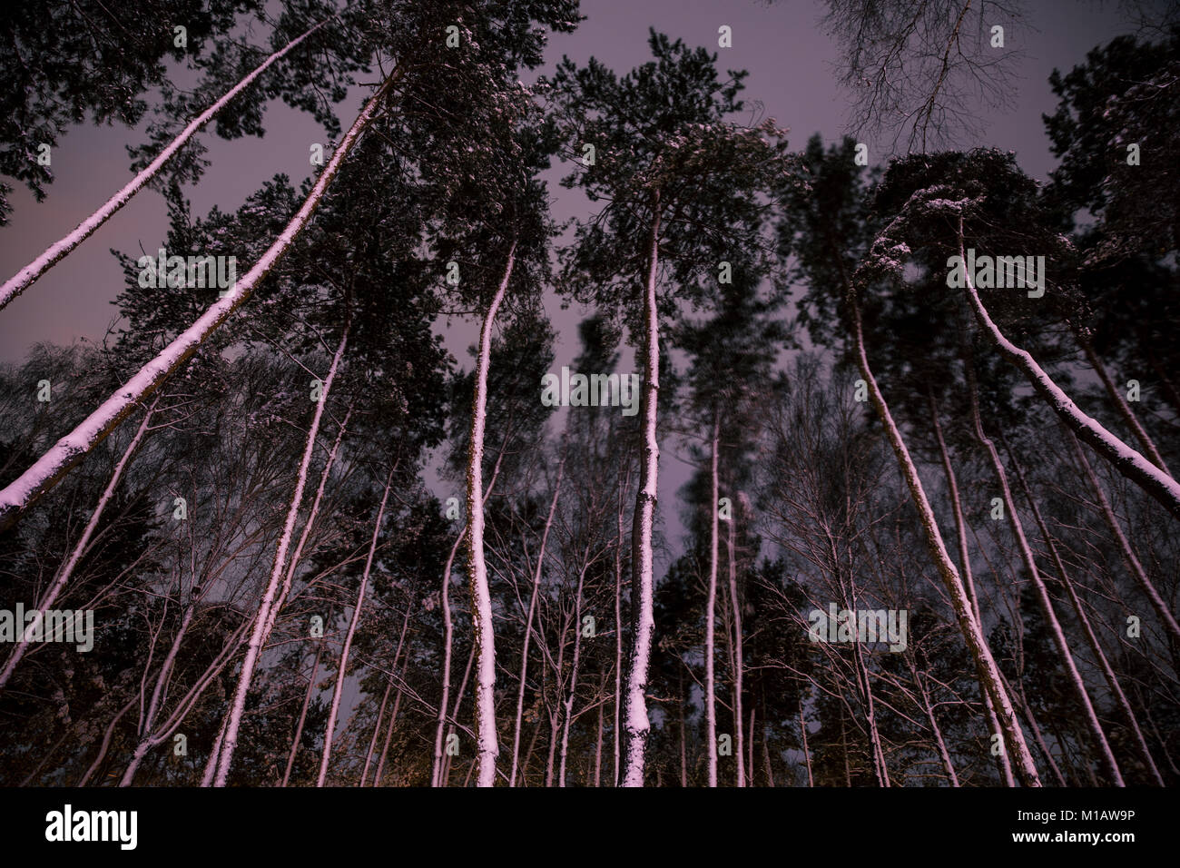 bottom view of trees with snow in forest in evening Stock Photo - Alamy
