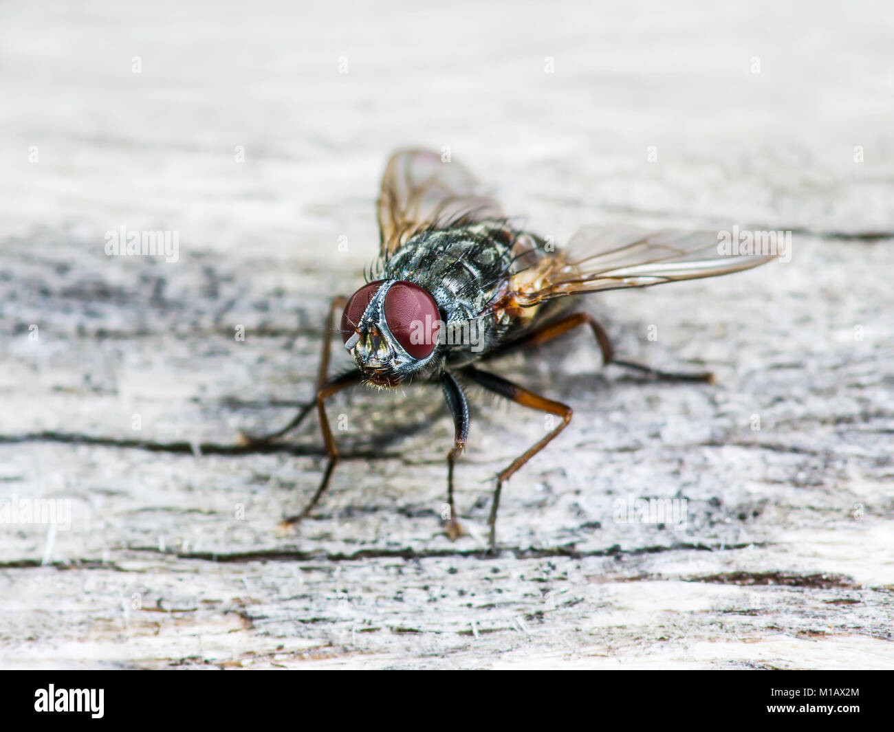 Ugly Meat Fly Insect On Wooden Wall Stock Photo - Alamy