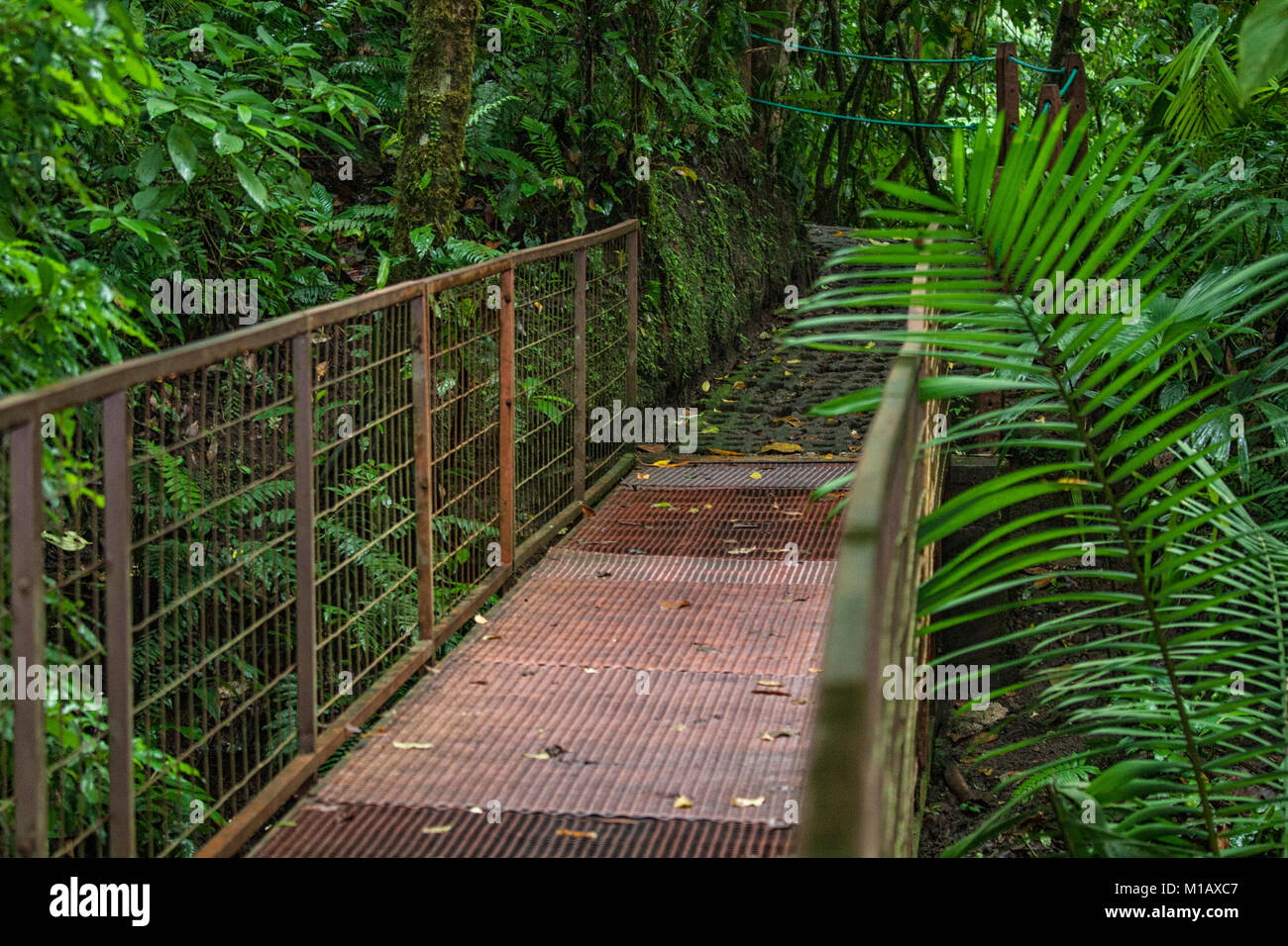 Suspension bridge in rainforest, Costa Rica Stock Photo - Alamy