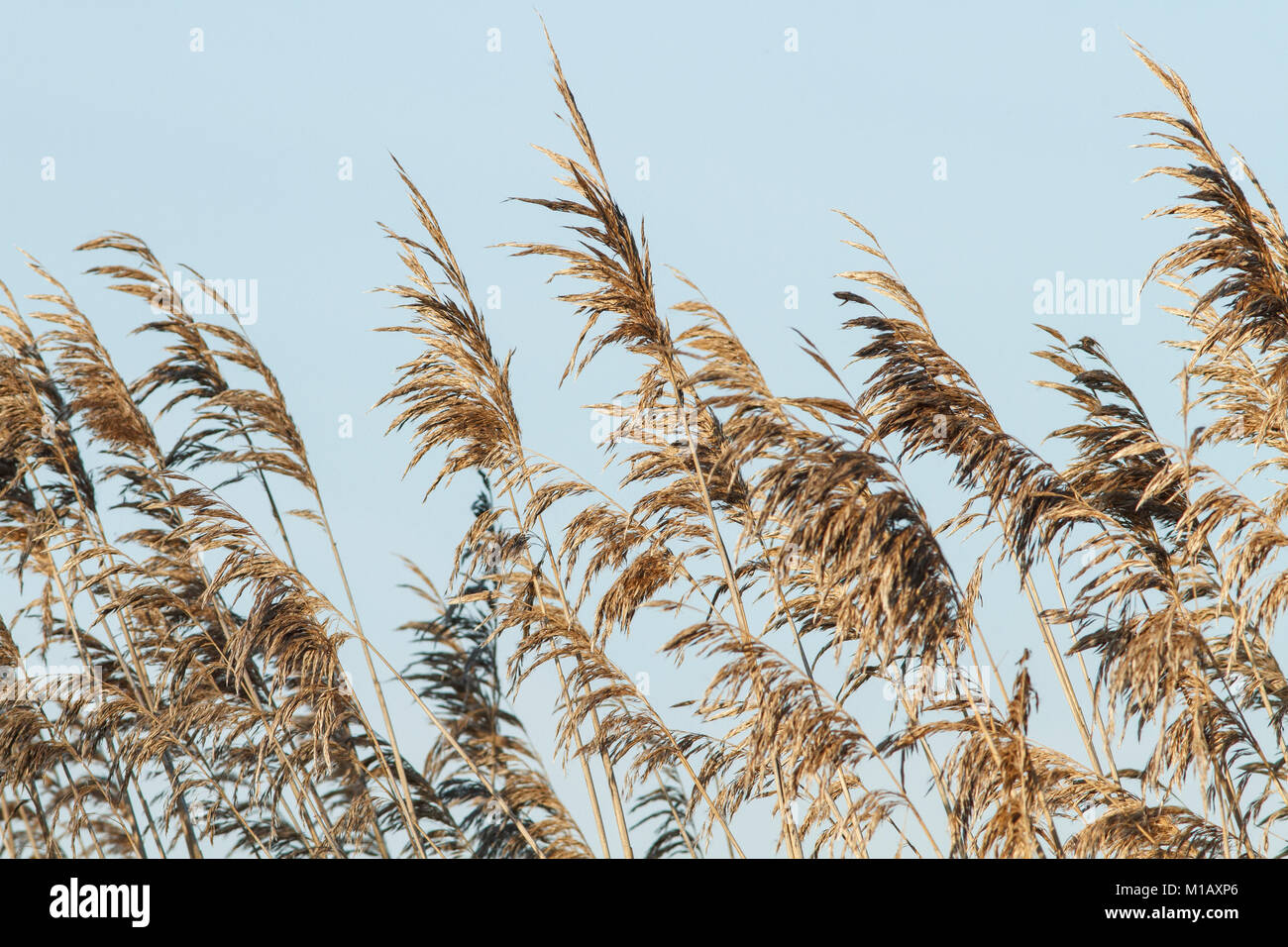 Marsh grass hi-res stock photography and images - Alamy