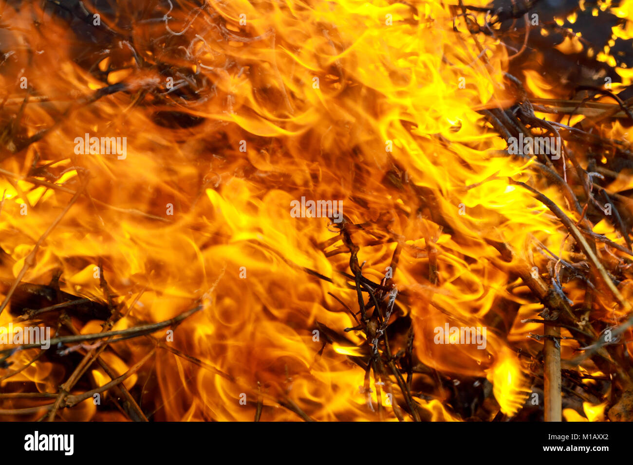 Close-up burn waste fire flame and smoke fire burns grass and branches ...