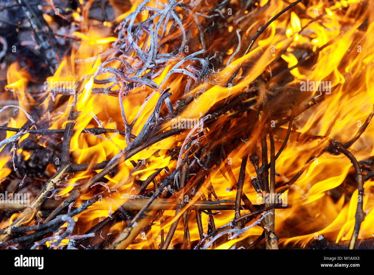 Forest fire, burning grass and small trees. fire burns grass and ...