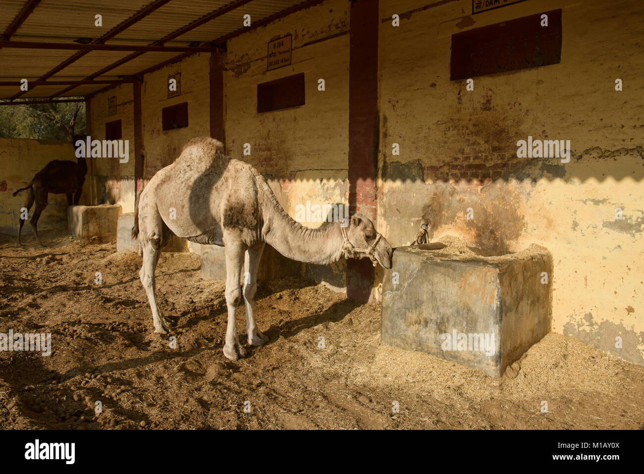 Camel at the Camel Breeding Farm in Bikaner, Rajasthan, India Stock ...