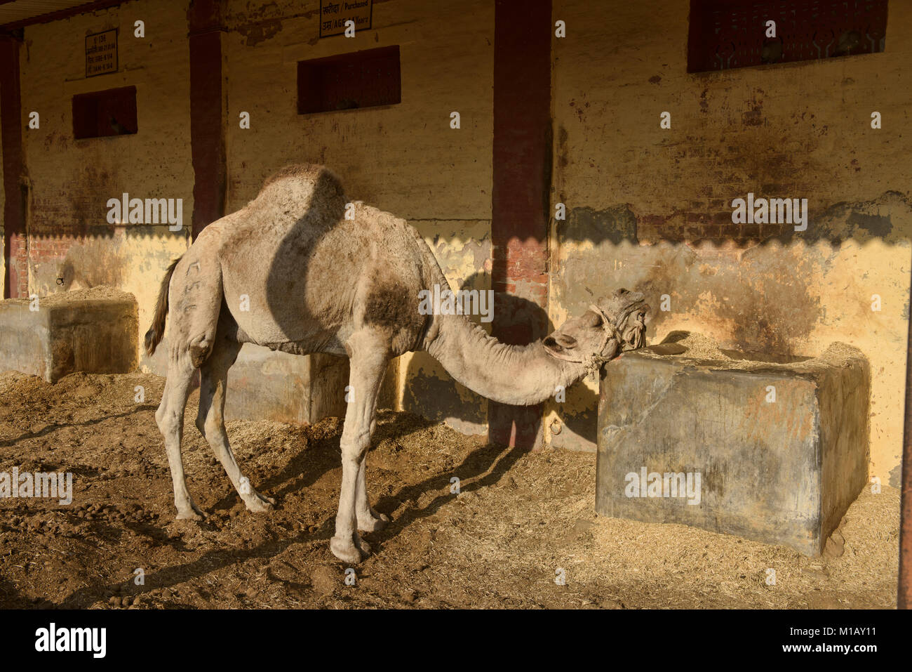 Camel at the Camel Breeding Farm in Bikaner, Rajasthan, India Stock ...