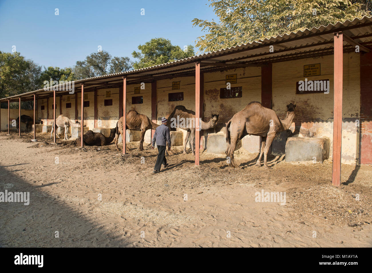 Camel breeding center hi-res stock photography and images - Alamy